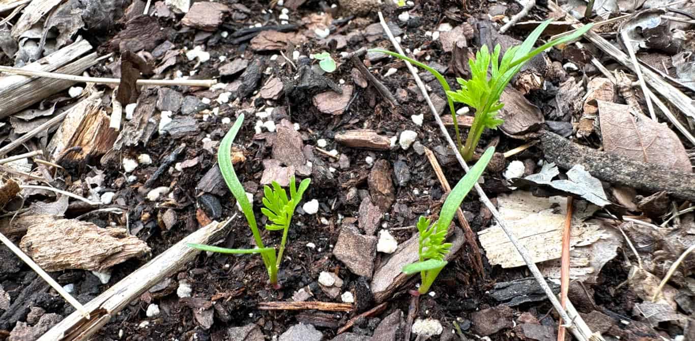 Seeds not sprouting? 15 reasons why & how to fix it! - GrowJourney